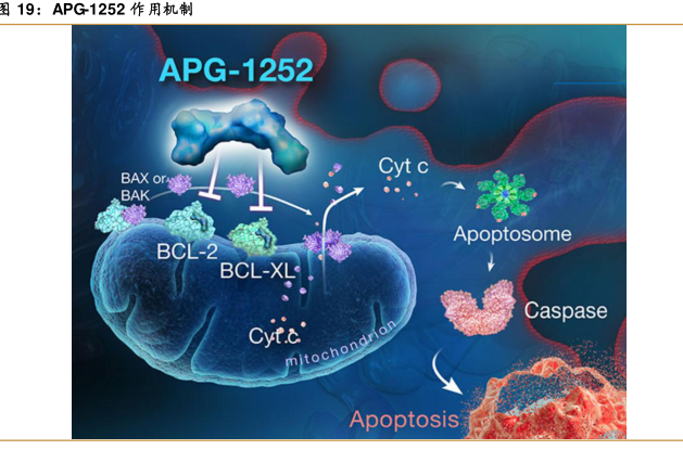国内Bc-2/Bc-xL抑制剂在研格局 - 行业研究数据 - 小牛行研