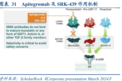 Bimagrumab临床Ⅱ期试验设计 - 2024年07月 - 行业研究数据 - 小牛行研