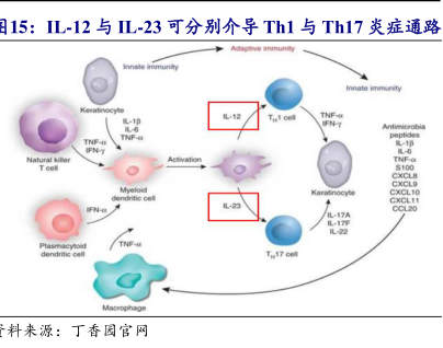 IL-12与IL-23可分别介导Th1与Th17炎症通路 - 2023年12月 - 行业研究数据 - 小牛行研