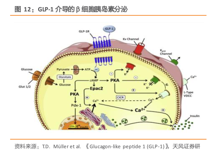 国内在研GLP.1R/G1PR双靶点药物(I期以上) - 行业研究数据 - 小牛行研